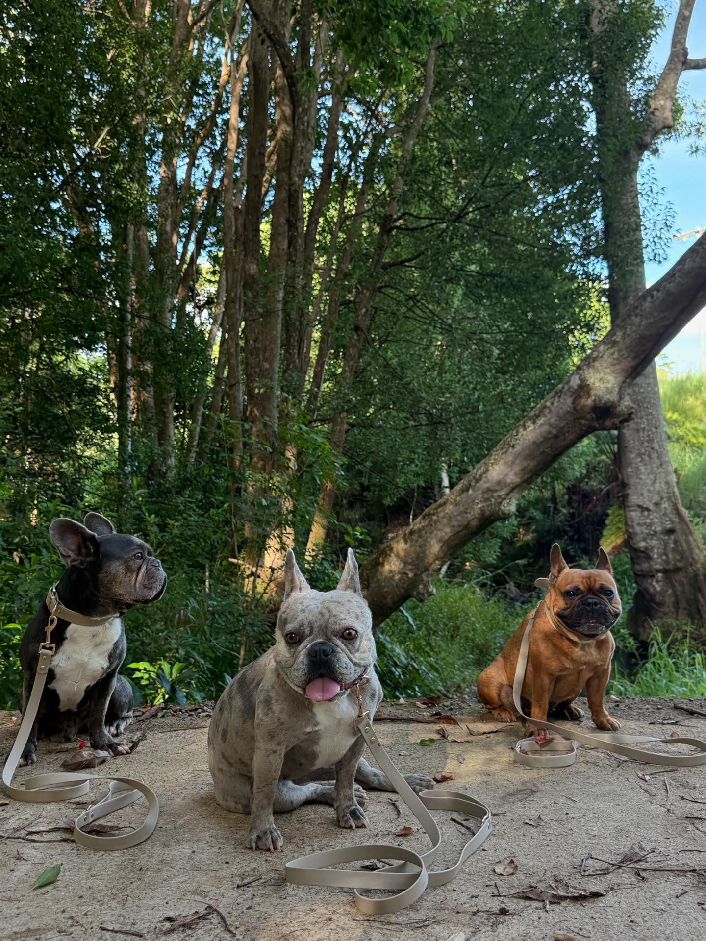 Best Dog Walks in Wollongong (Dog-Friendly Guide + Cafés + Maps ...