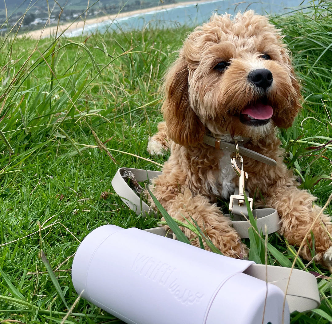 Whifti walks, Dog Poop Pod, Dog walk, Vegan Leather Lead and collars ...